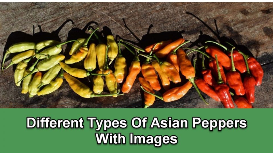 7 Different Types Of Asian Peppers With Images – Asian Recipe
