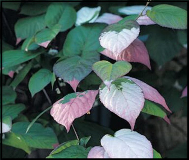 25 Different Types Of Kiwi With Images - Asian Recipe