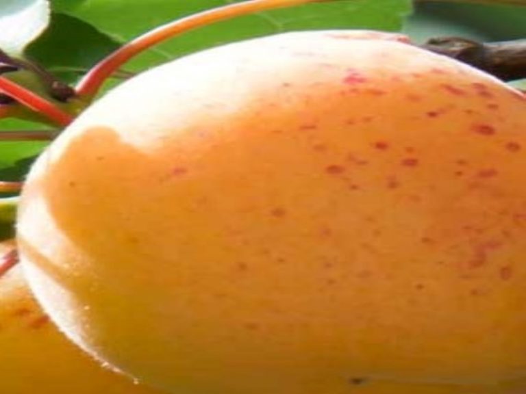 15 Different Types Of Apricots With Images - Asian Recipe