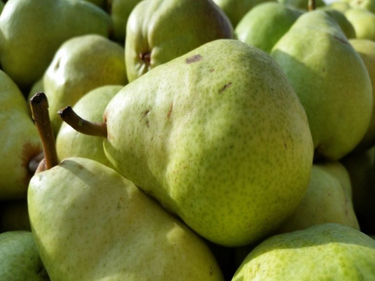 14 Different Types Of Pears With Images
