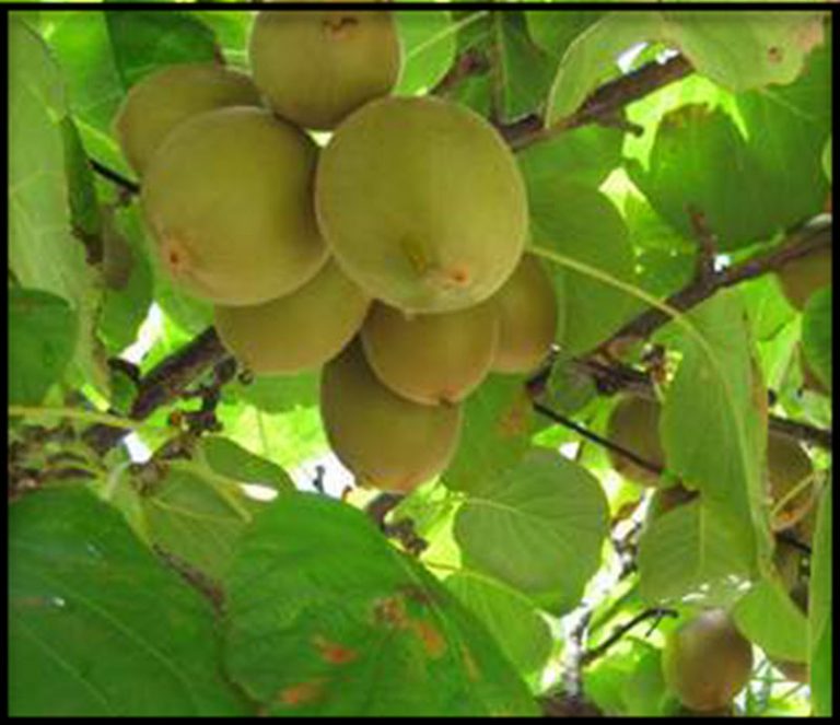 25 Different Types Of Kiwi With Images - Asian Recipe