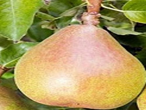 14 Different Types Of Pears With Images