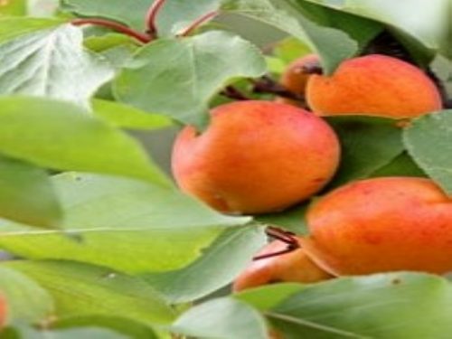 15 Different Types Of Apricots With Images - Asian Recipe