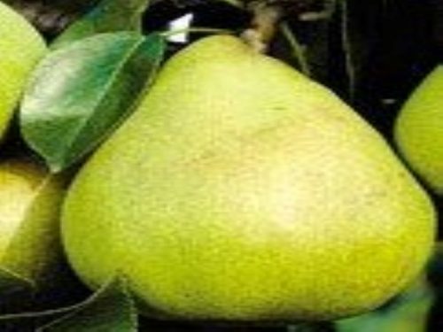 14 Different Types Of Pears With Images