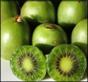25 Different Types Of Kiwi With Images - Asian Recipe