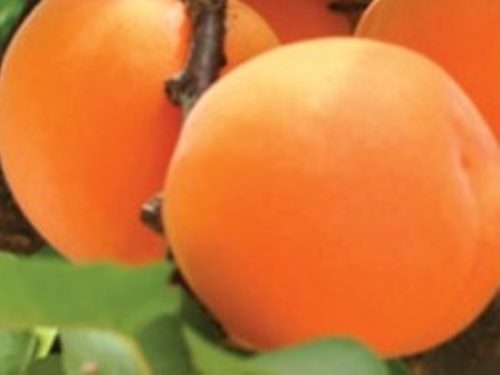 15 Different Types Of Apricots With Images - Asian Recipe