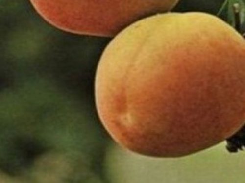 15 Different Types Of Apricots With Images - Asian Recipe