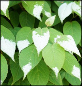 25 Different Types Of Kiwi With Images - Asian Recipe