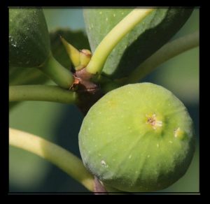 20 Different Types Of Figs With Images - Asian Recipe