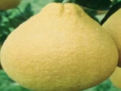 11 Different Types Of Pomelo With Images - Asian Recipe