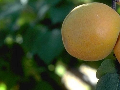 15 Different Types Of Apricots With Images - Asian Recipe