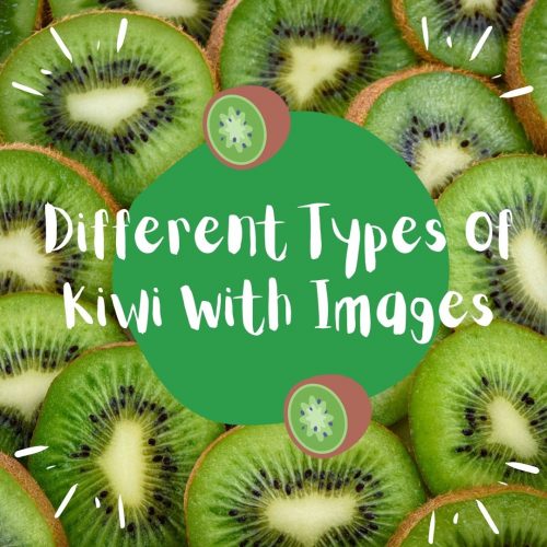 25 Different Types Of Kiwi With Images