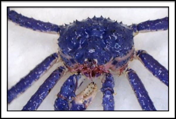 11 Different Types Of Alaska Crabs With Images – Asian Recipe