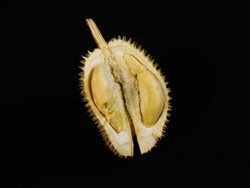15 Different Types Of Durian With Images