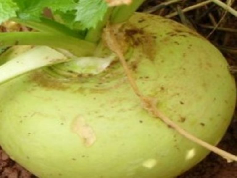 20 Different Types Of Turnip With Images - Asian Recipe