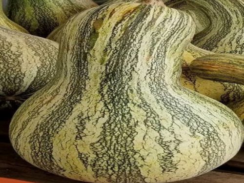 17 Different Types Of Pumpkin With Images - Asian Recipe