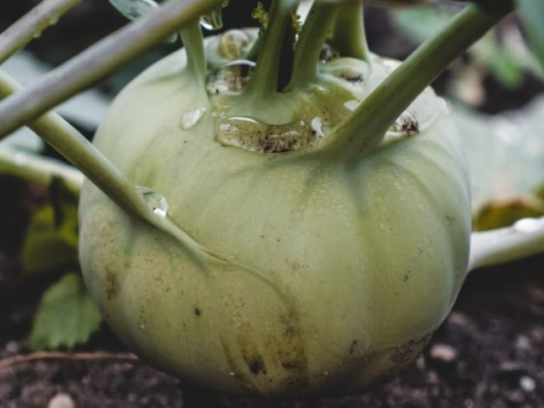 20 Different Types Of Turnip With Images - Asian Recipe