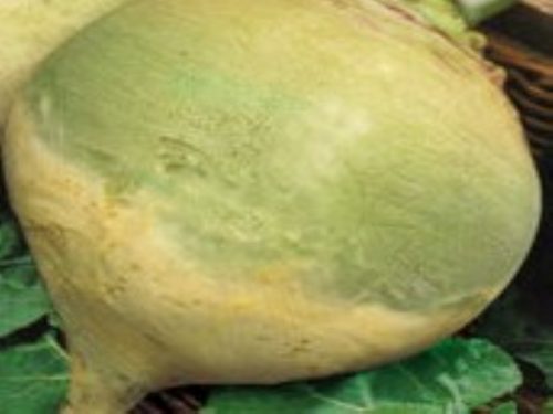 20 Different Types Of Turnip With Images - Asian Recipe