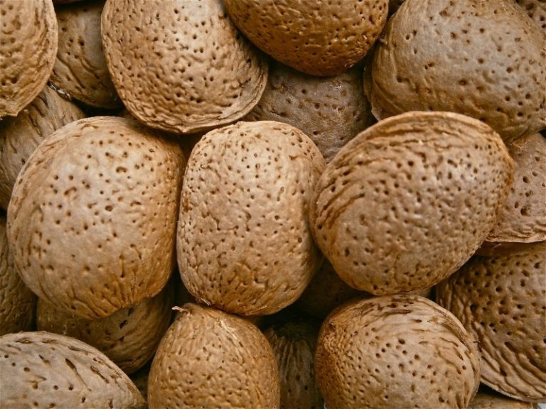 15 Different Types Of Almonds With Images - Asian Recipe