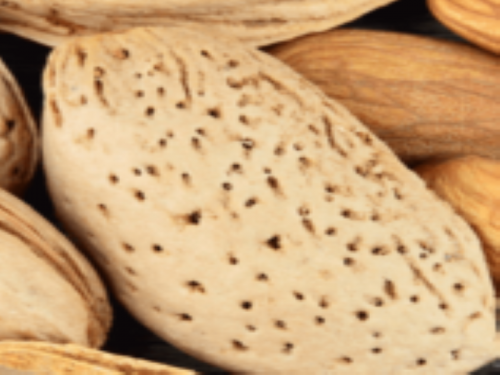 15 Different Types Of Almonds With Images – Asian Recipe