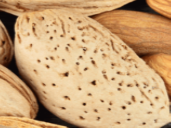 15 Different Types Of Almonds With Images – Asian Recipe